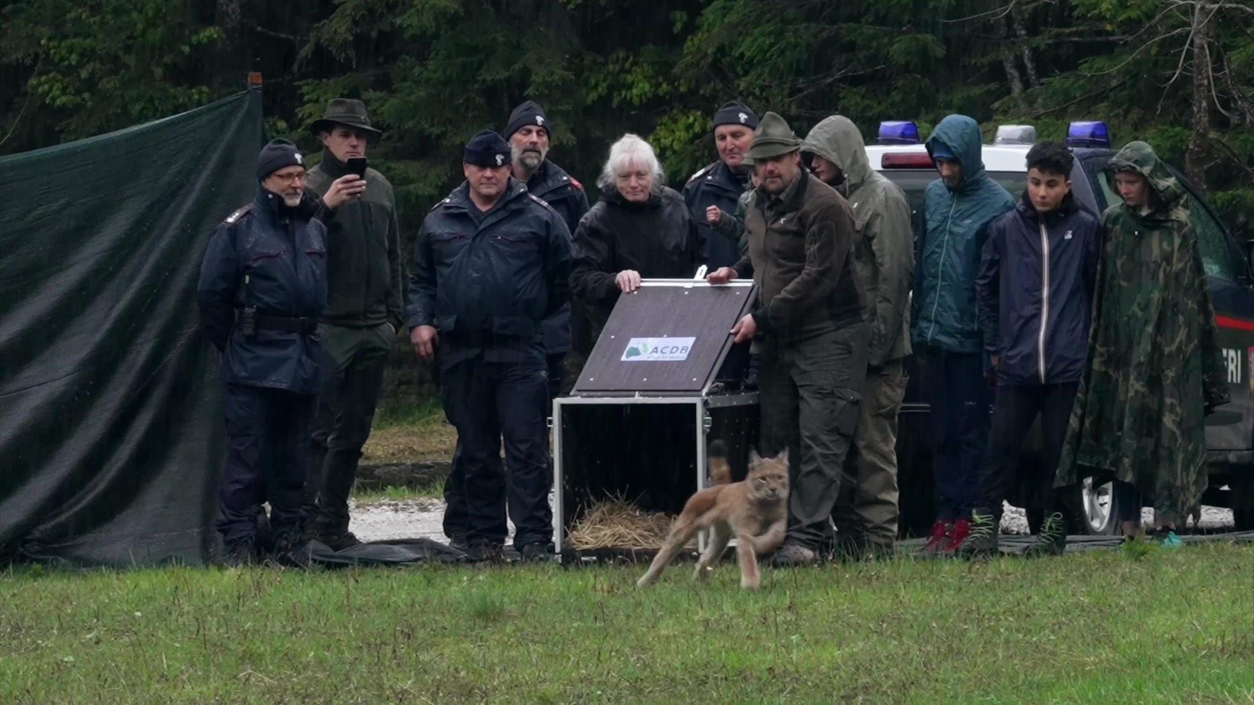 VIDEO: Saving lynx in Italy – ULyCA2 - Life lynx