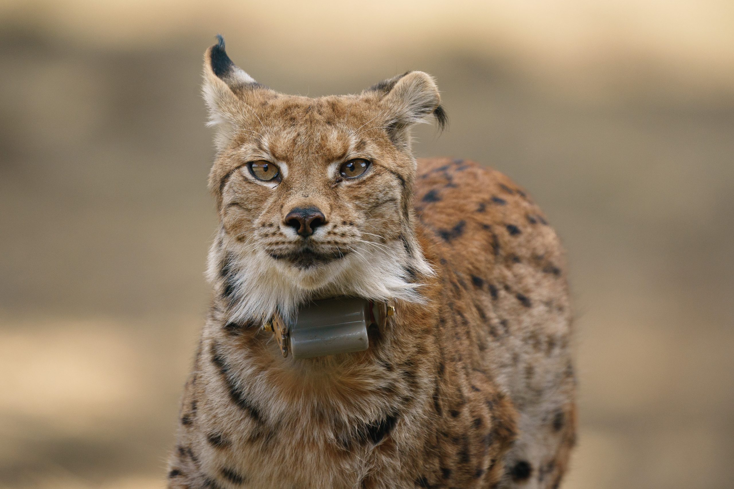 New national lynx monitoring program developed in Croatia - Life lynx