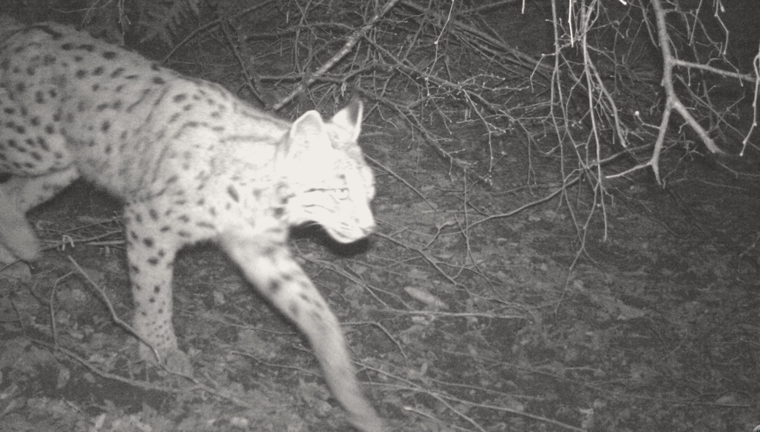 VIDEO – It is confirmed, lynx Goru is a grandfather! - Life lynx