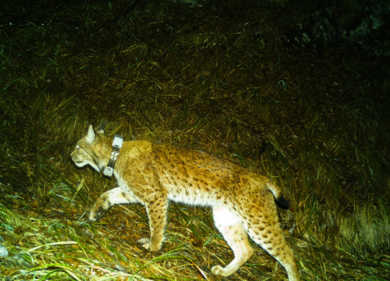 Ongoing lynx mating season, we detected Sneška and Catalin meeting ...