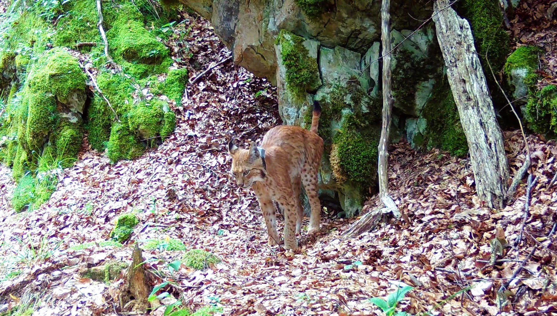 Sneška has two kittens! - Life lynx