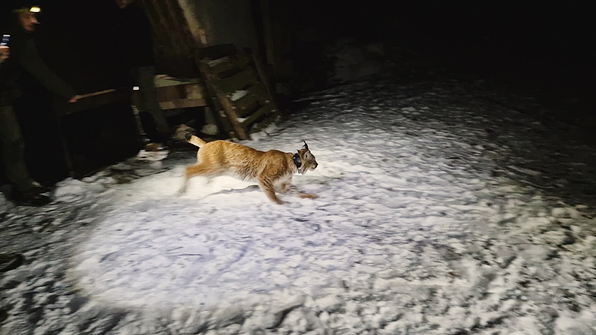 Lynx Monitoring in the Alps; Extreme Predator Project - Life lynx